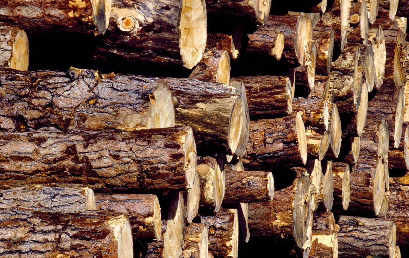 Everything you need to know about Russian wood - صنایع چوب پلاست ون وود